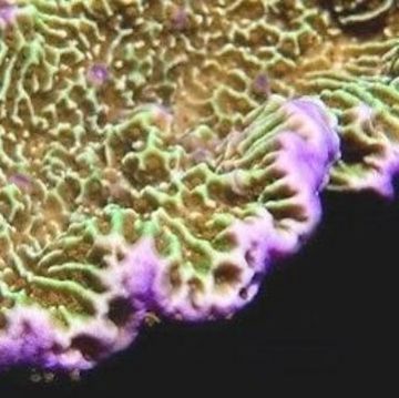 Montipora Confusa - Canberra Aquarium