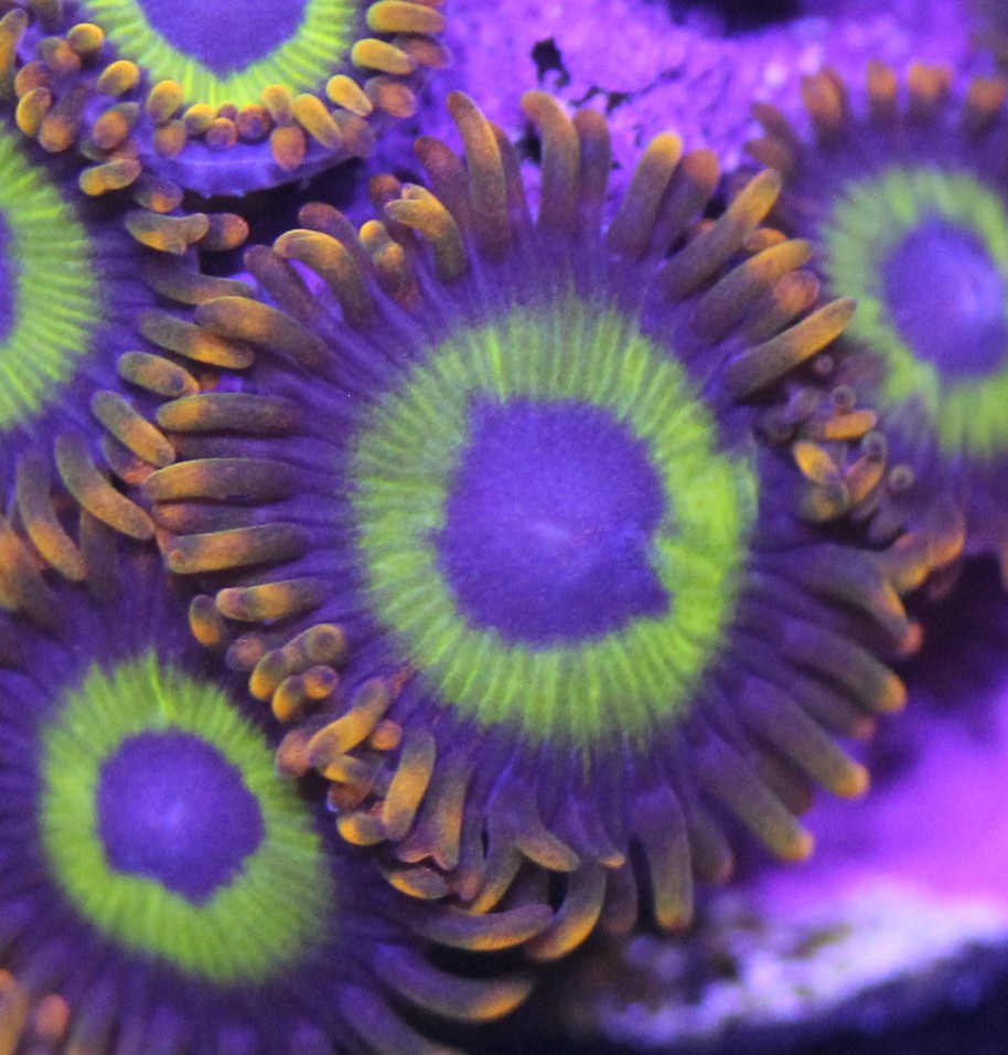 Fruitloops - Canberra Aquarium