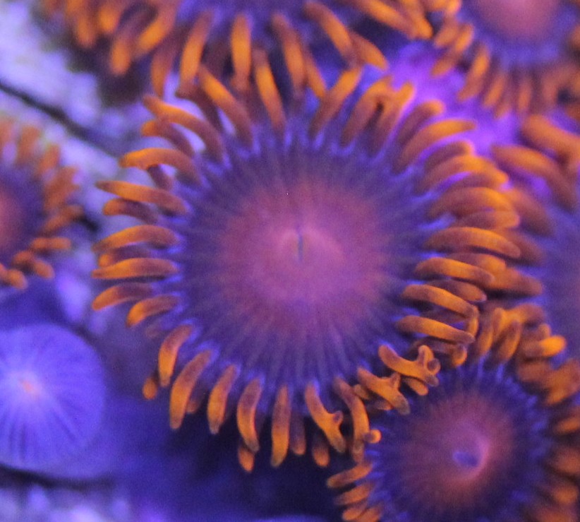 Orange Bam Bam zoas - Canberra Aquarium