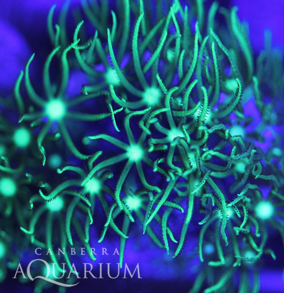 Green Star Polyp (GSP Neon Green) - Canberra Aquarium